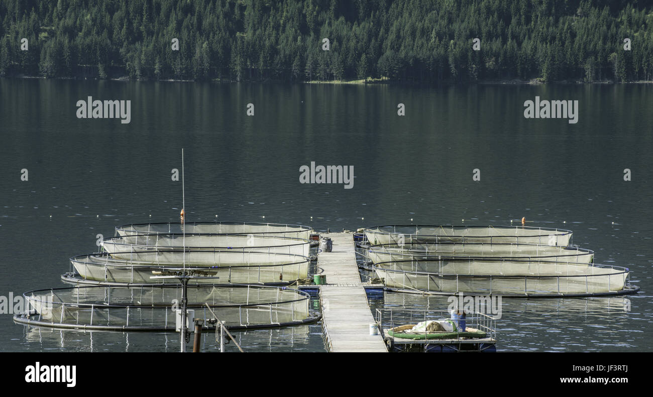 Cages for fish farming Stock Photo - Alamy