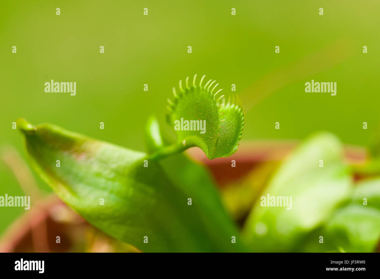 Close up of an exotic insect-eating predator flower Venus flytrap ...