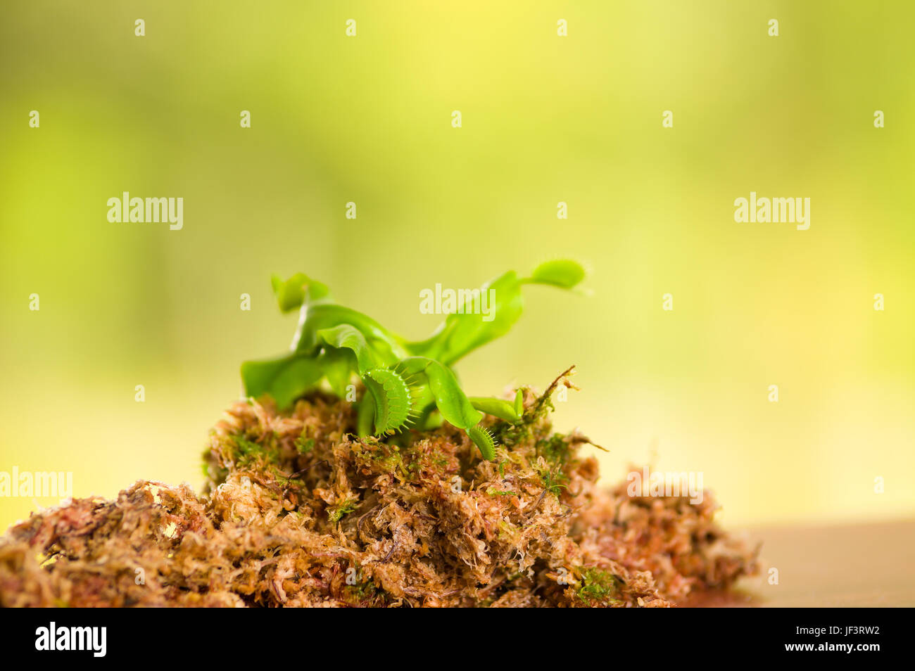 Exotic insect-eating predator flower Venus flytrap dionaea planted over ...