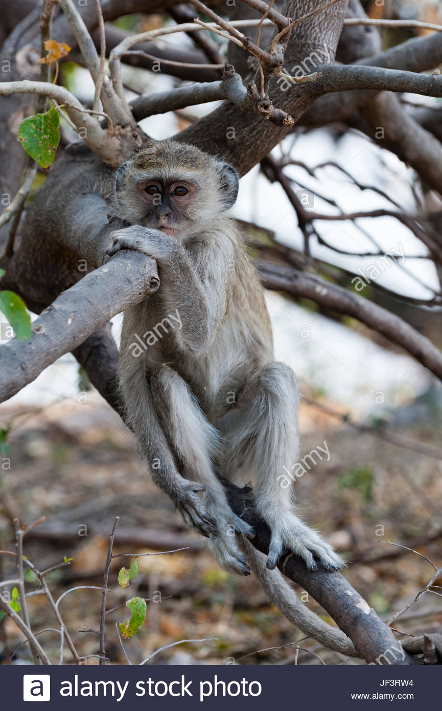 Sitting Monkey Stock Photos & Sitting Monkey Stock Images - Alamy