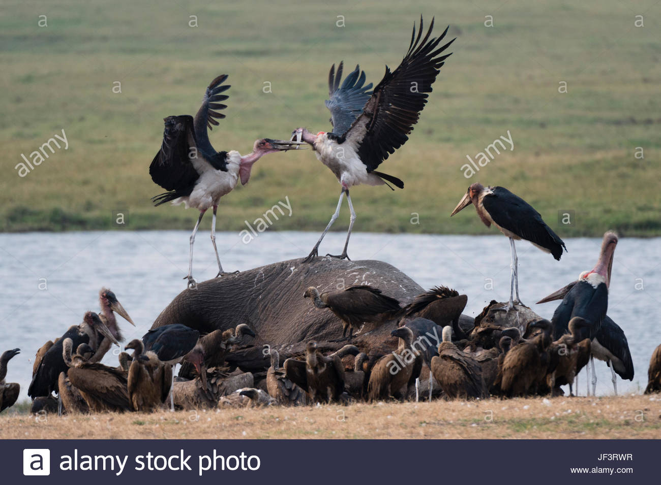 Vultures Eating Carcass Stock Photos & Vultures Eating Carcass Stock ...