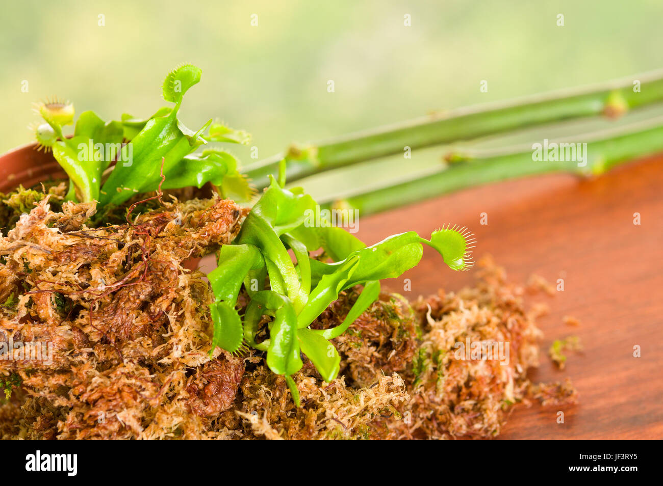Exotic insect-eating predator flower Venus flytrap dionaea planted over ...