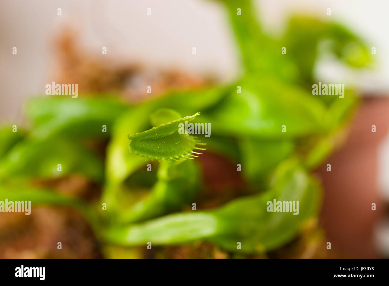 Greenfly venus flytrap hi-res stock photography and images - Alamy