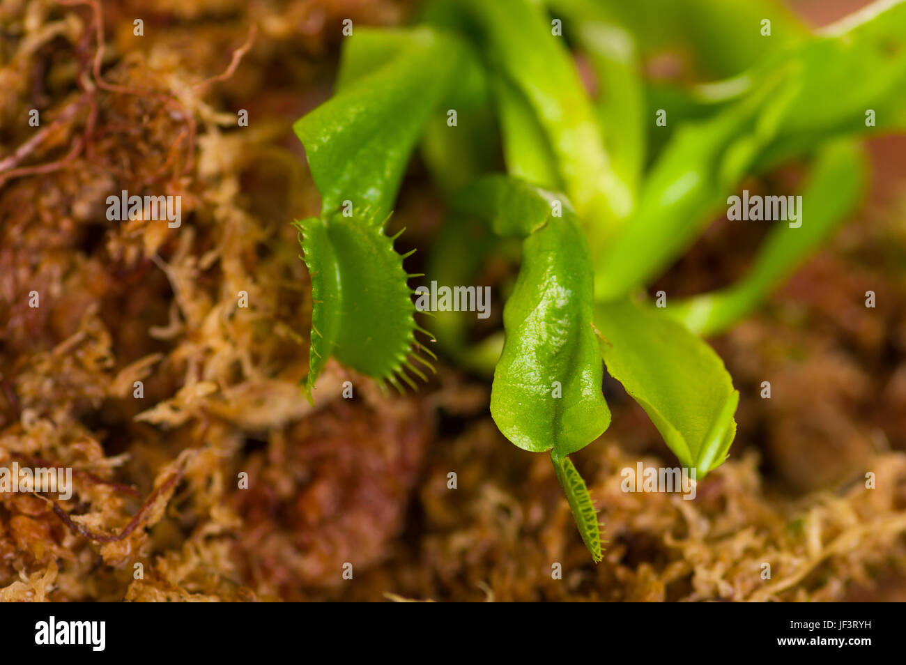 Exotic insect-eating predator flower Venus flytrap dionaea isolated on ...