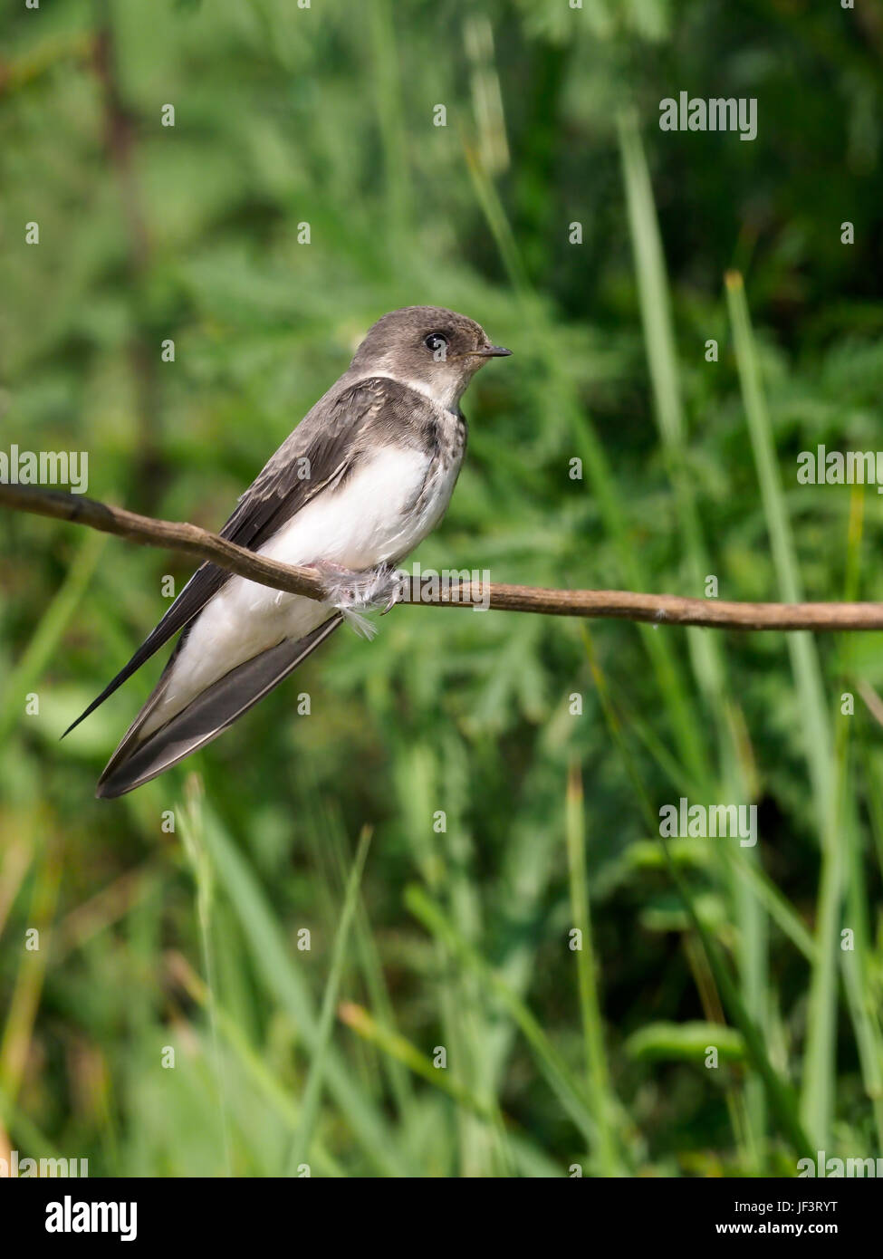Sand martin, Riparia riparia, single bird on branch, Worcestershire ...