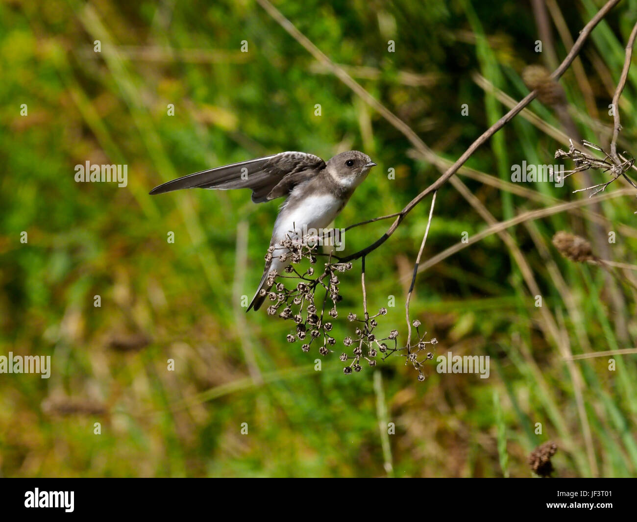 Sand martin, Riparia riparia, single bird on branch, Worcestershire ...