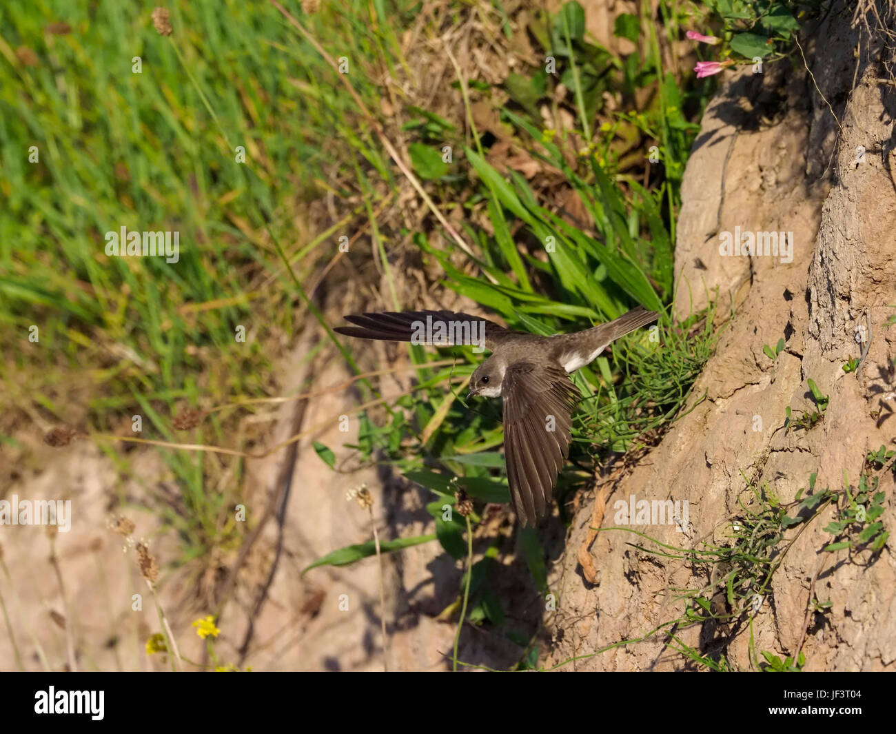 Sand martin, Riparia riparia, single bird in flight, Worcestershire ...