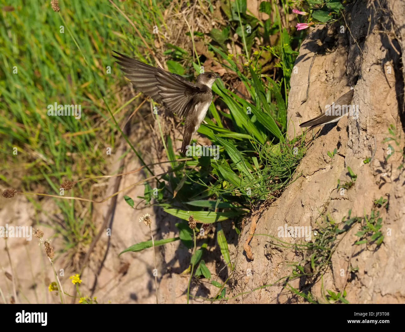 Sand martin, Riparia riparia, single bird in flight, Worcestershire ...