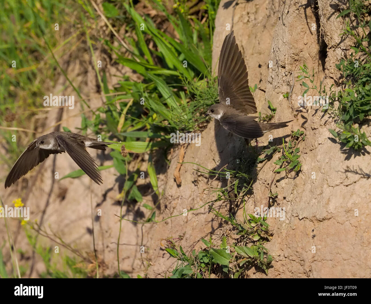 Sand martin, Riparia riparia, single bird in flight, Worcestershire ...