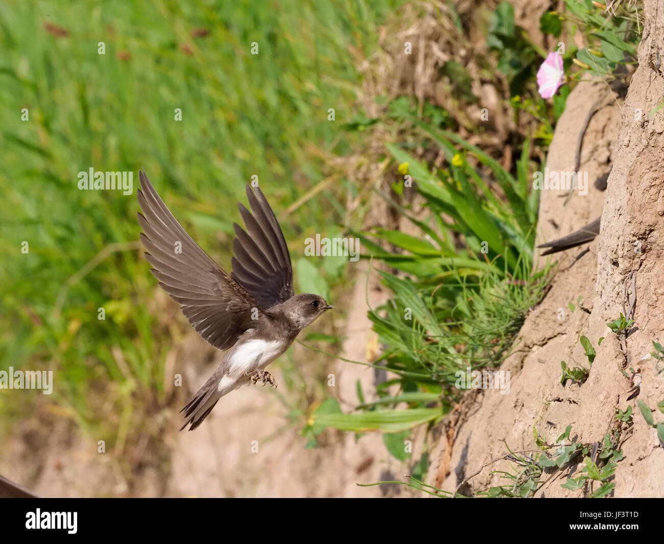 Sand martin, Riparia riparia, single bird in flight, Worcestershire ...