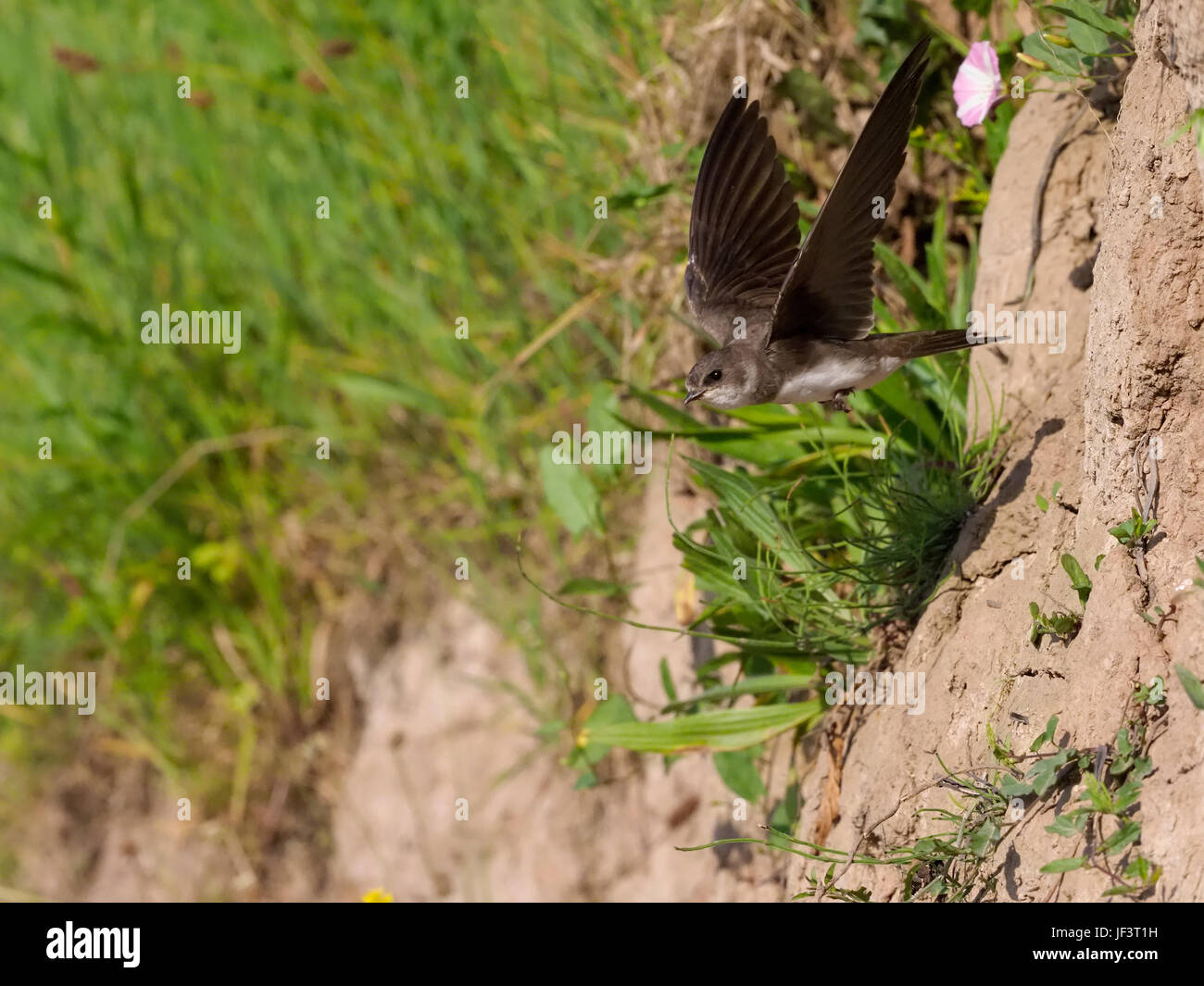 Sand martin, Riparia riparia, single bird in flight, Worcestershire ...