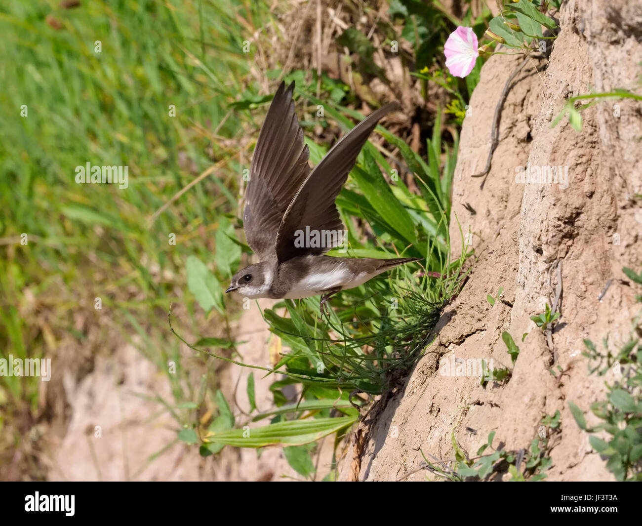 Sand martin, Riparia riparia, single bird in flight, Worcestershire ...