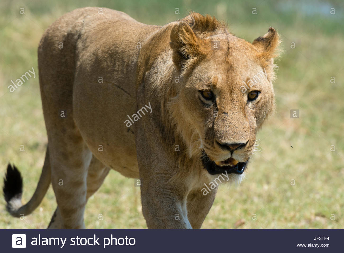 Adult Male Lion Panthera Leo Stock Photos & Adult Male Lion Panthera ...