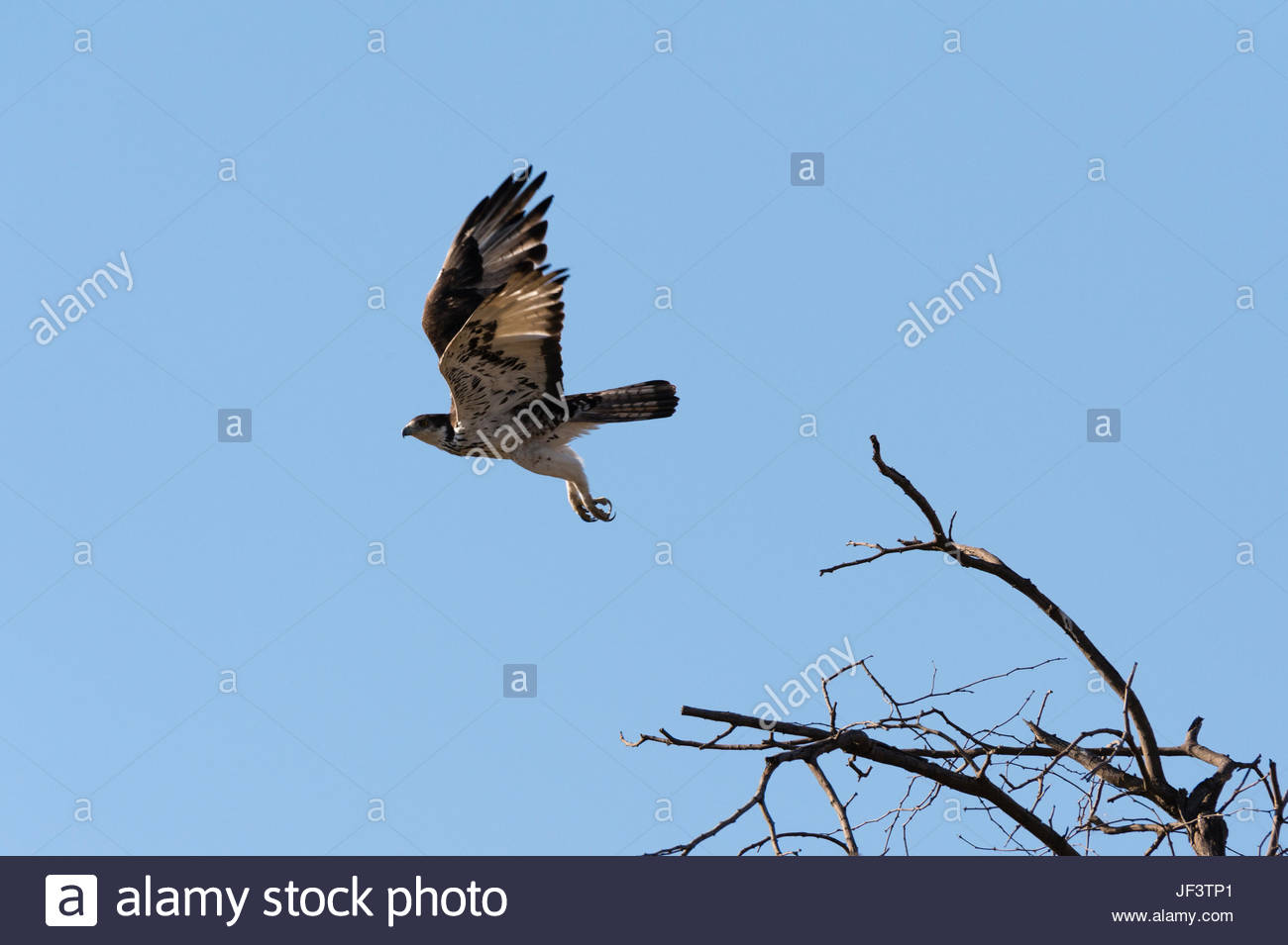 African Hawk Eagle Stock Photos & African Hawk Eagle Stock Images - Alamy