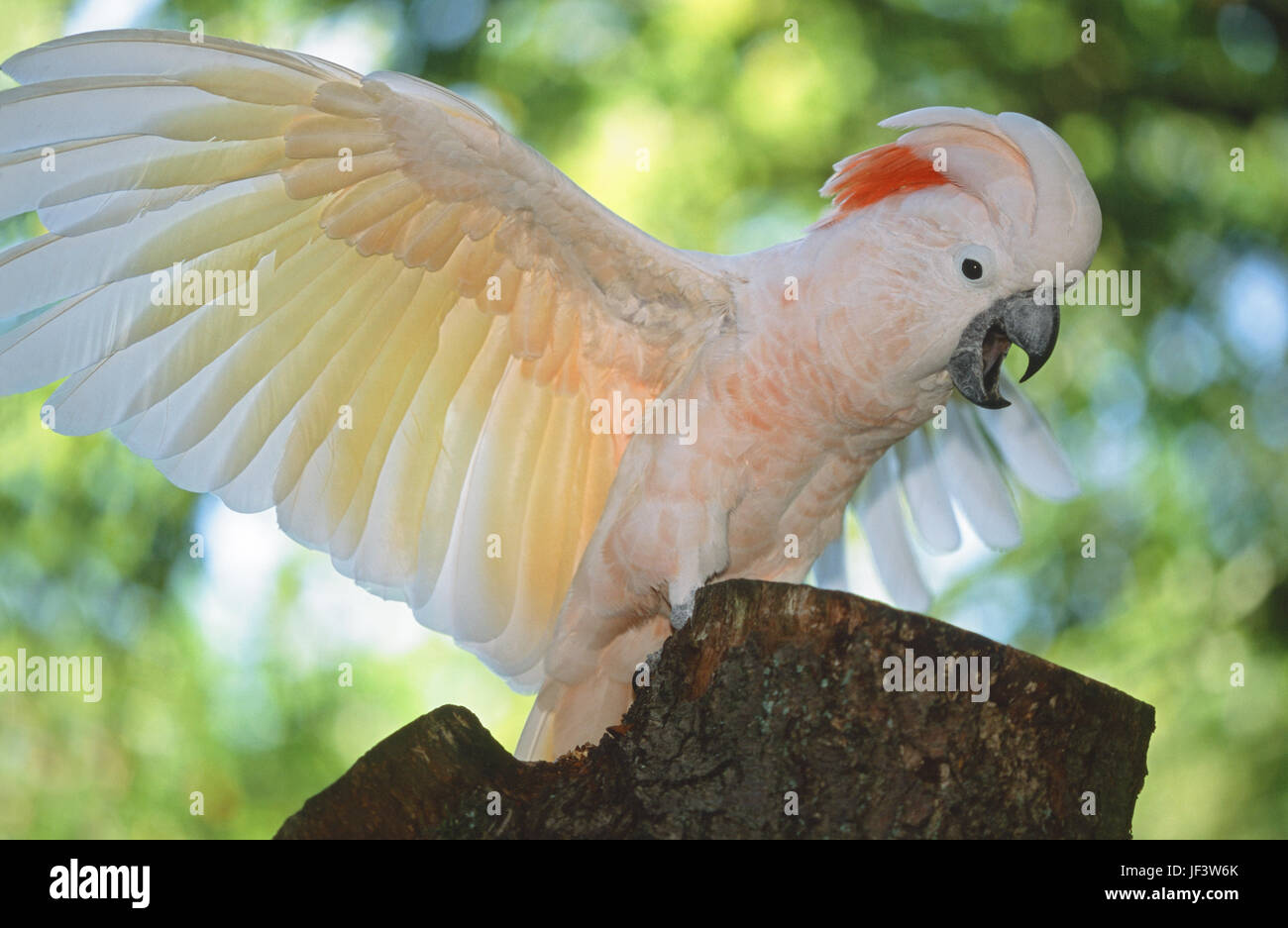 Cockatoo with wings open hi-res stock photography and images - Alamy