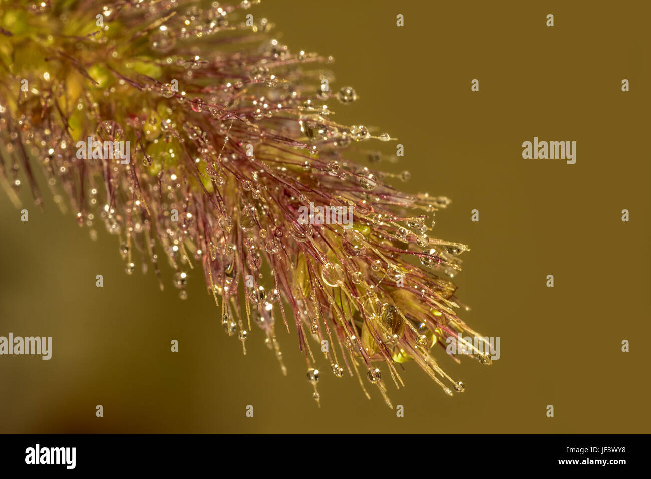 Exciting drops macro Stock Photo - Alamy