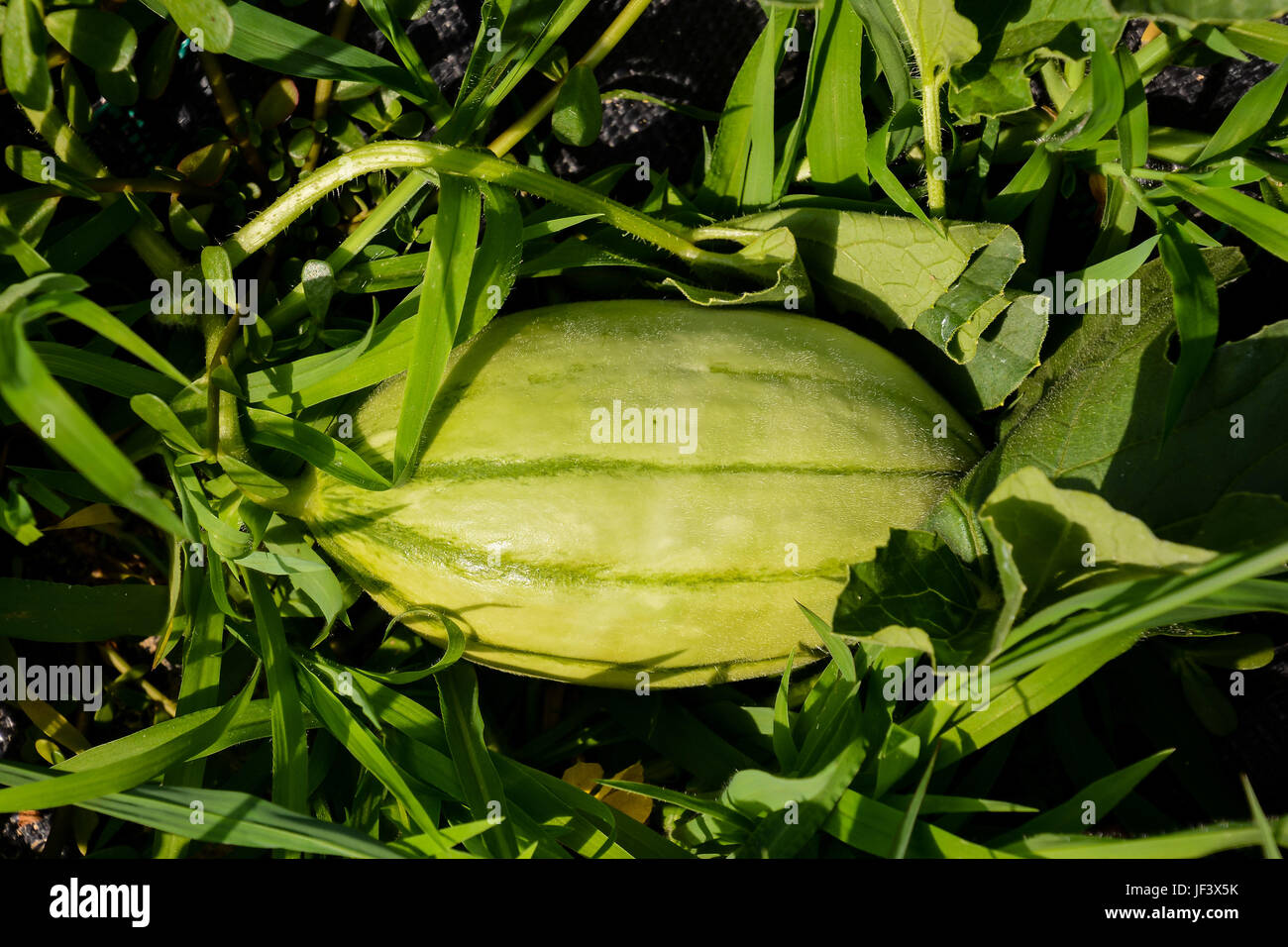 Melon plant hi-res stock photography and images - Alamy