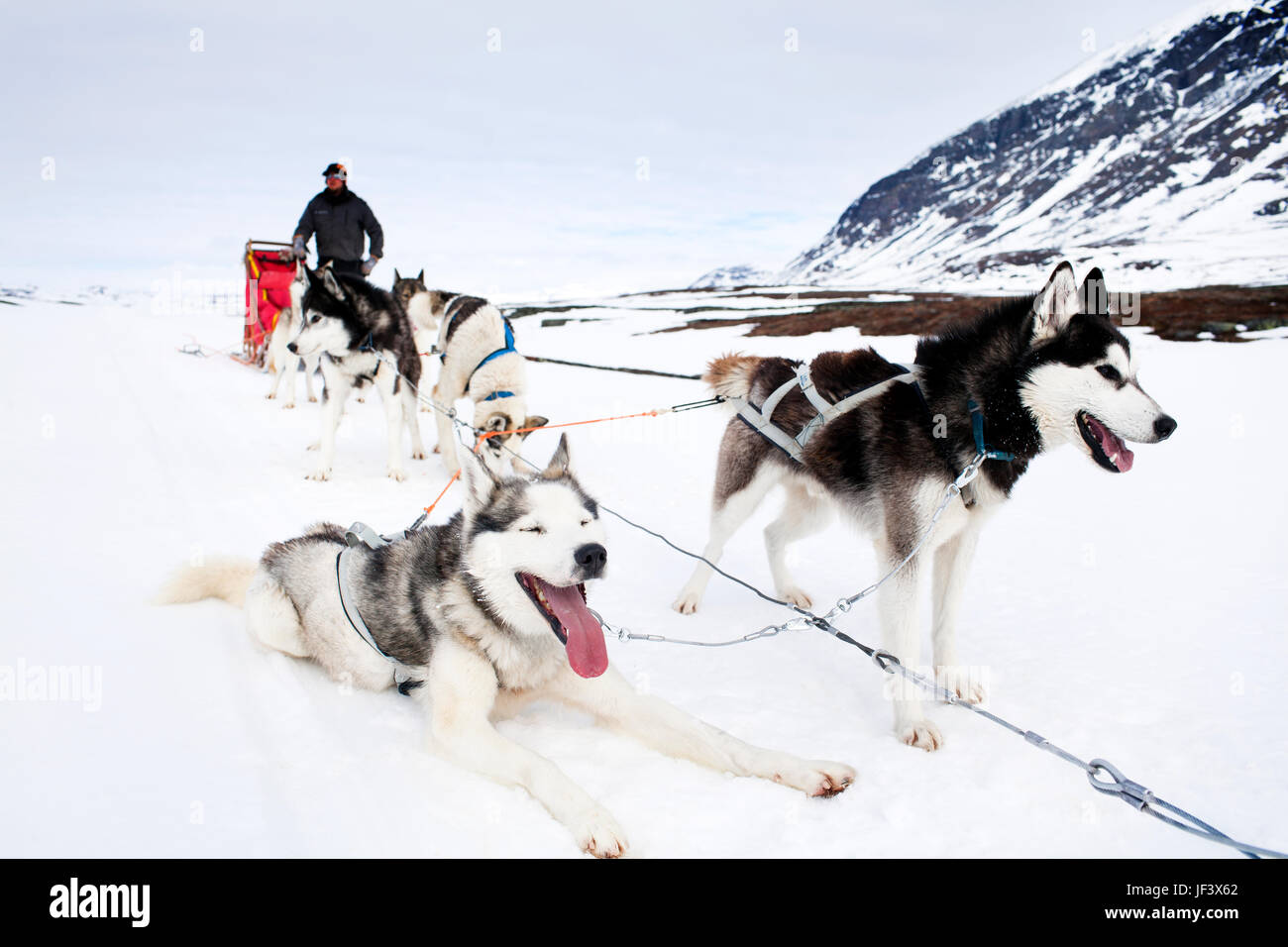 Draught dogs resting Stock Photo - Alamy
