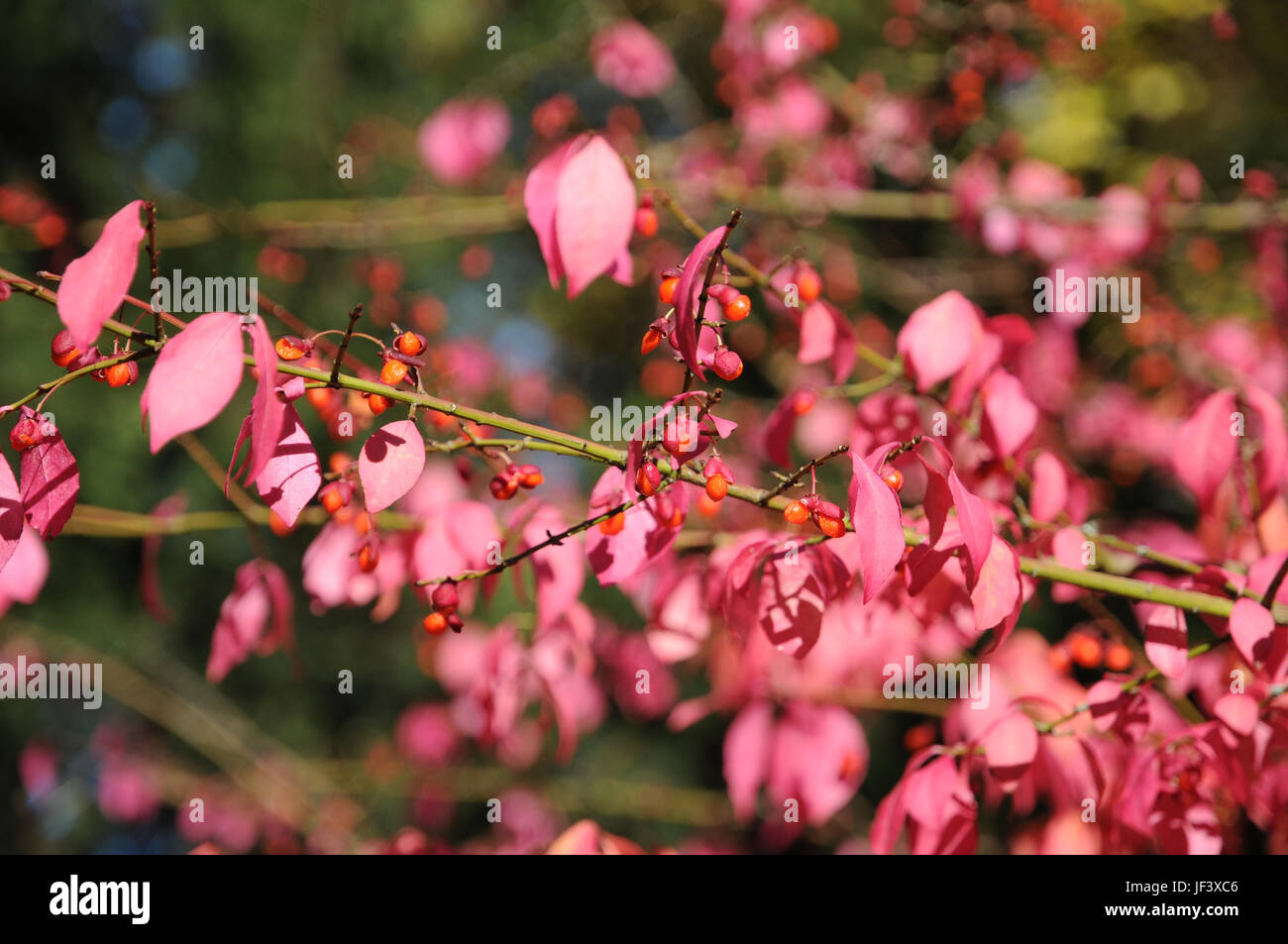 Euonymus alatus, Winged spindle Stock Photo - Alamy