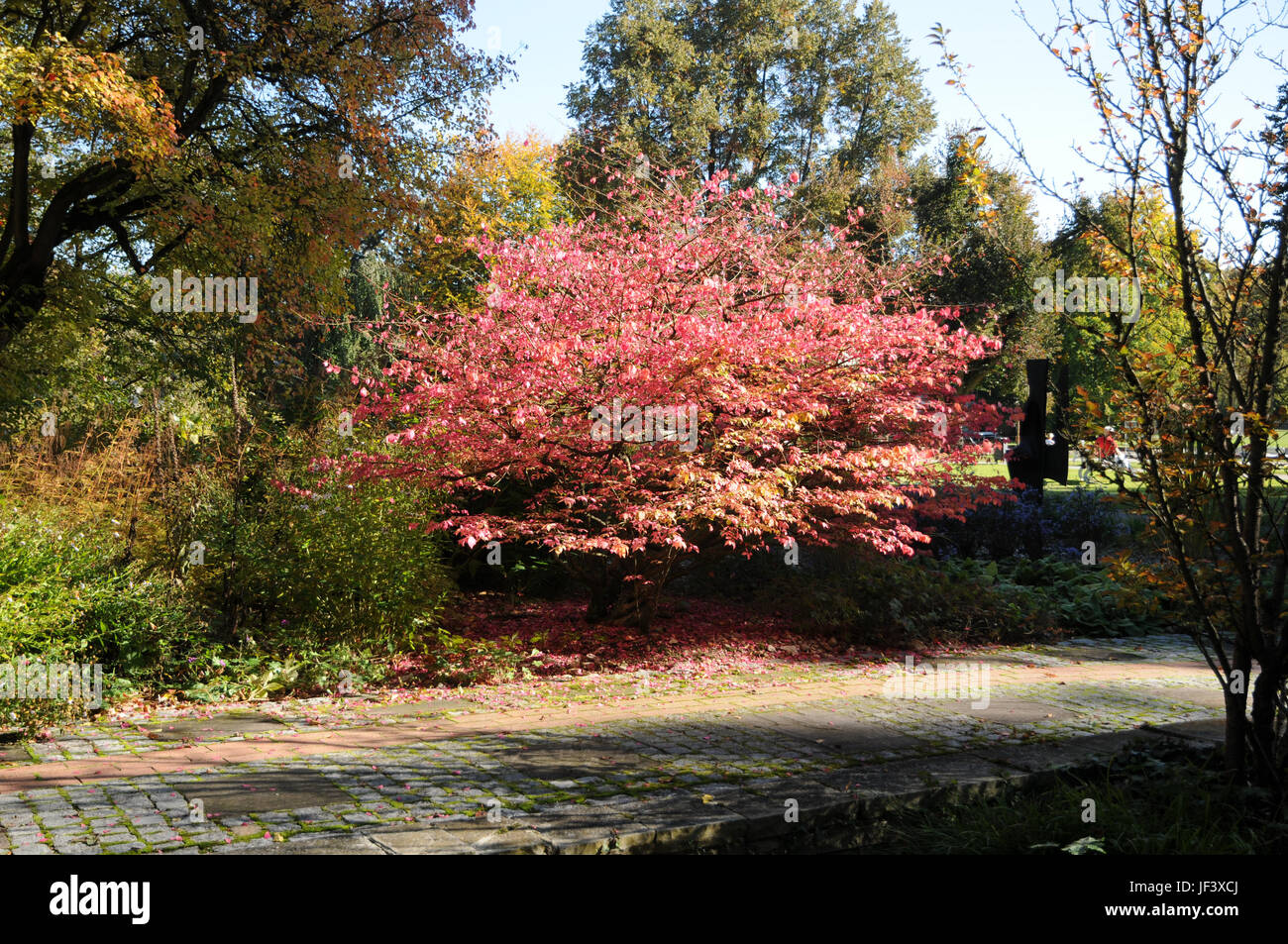 Euonymus alatus, Winged spindle Stock Photo - Alamy