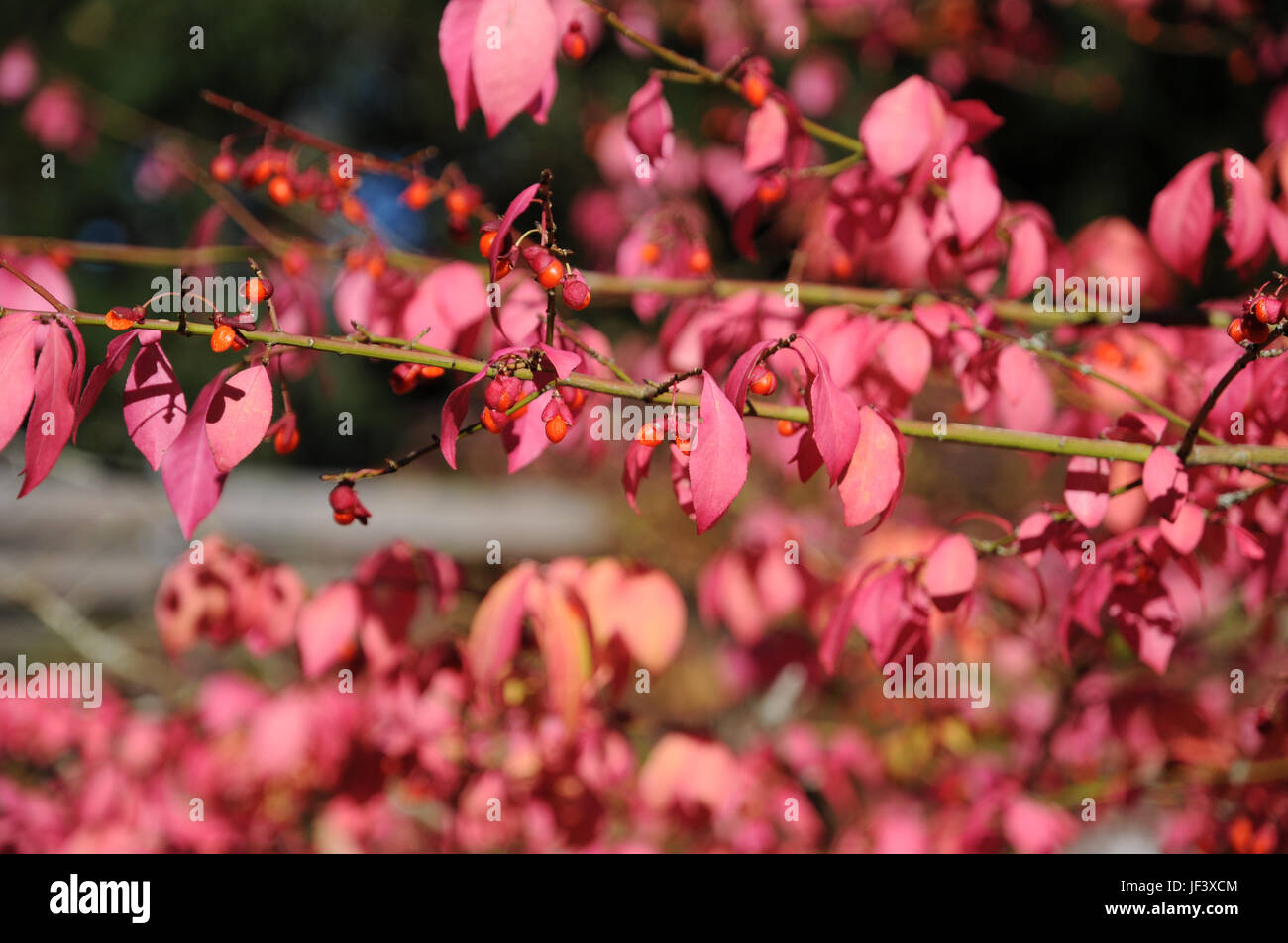 Euonymus alatus laub hi-res stock photography and images - Alamy