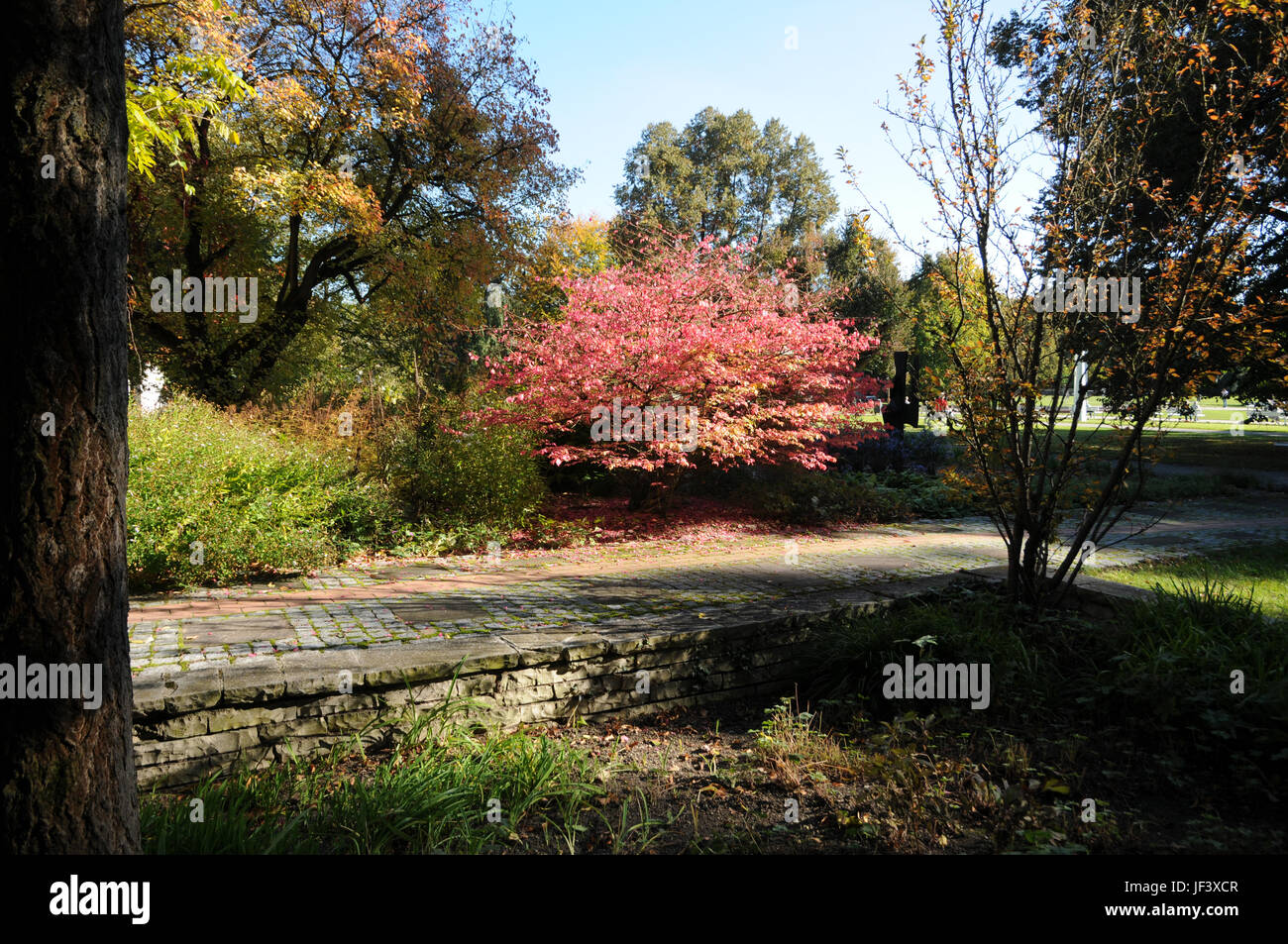 Euonymus alatus, Winged spindle Stock Photo - Alamy