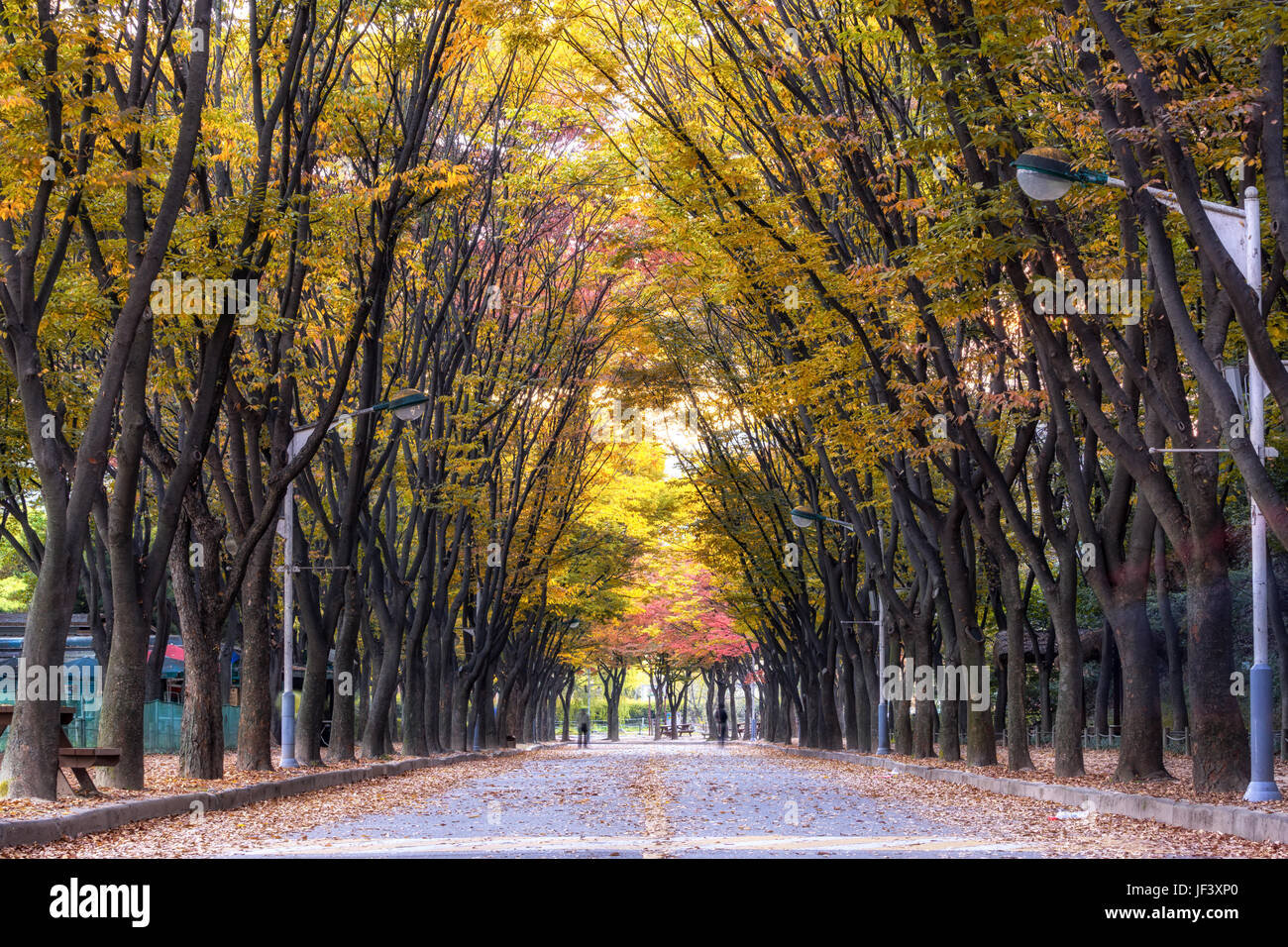 Incheon grand park during autumn Stock Photo - Alamy