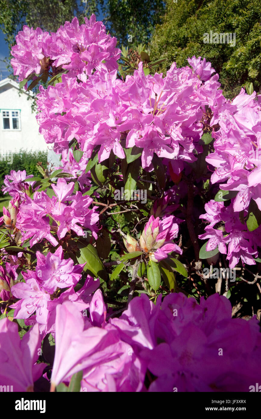 Purple flowers in garden Stock Photo - Alamy