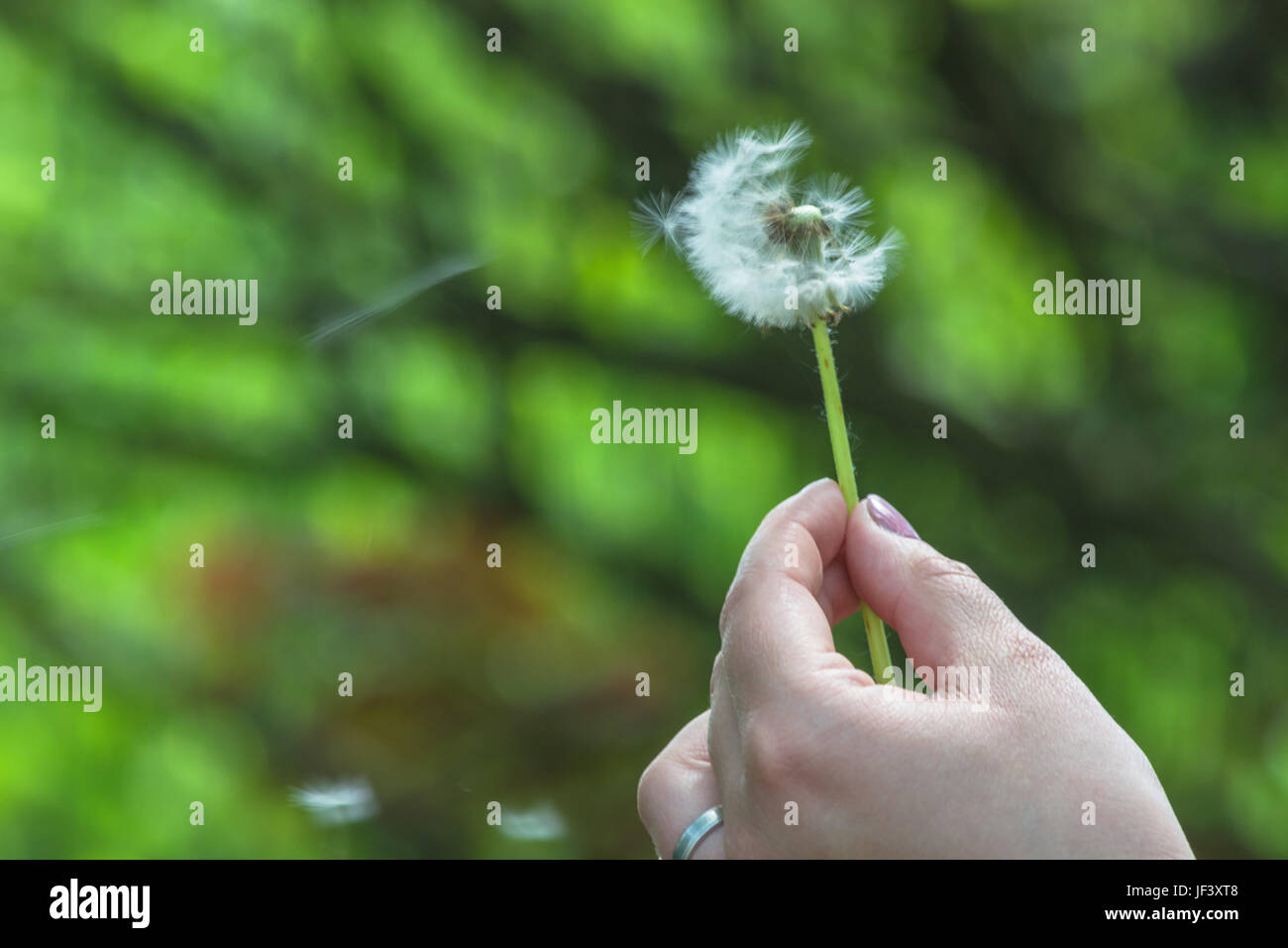 Closeup of dandelion in a hand Stock Photo - Alamy