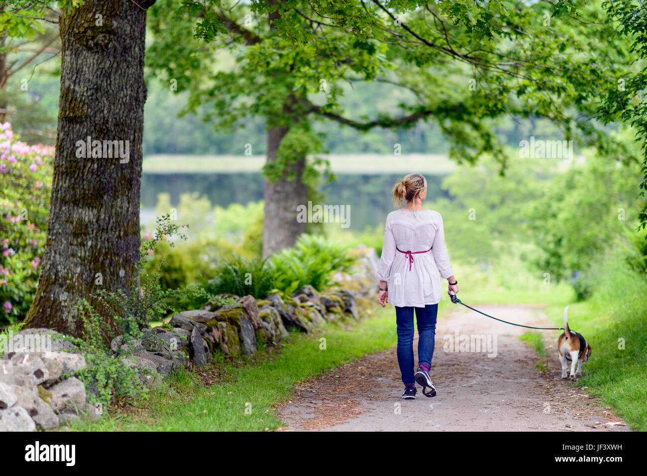 Woman walking dog Stock Photo - Alamy