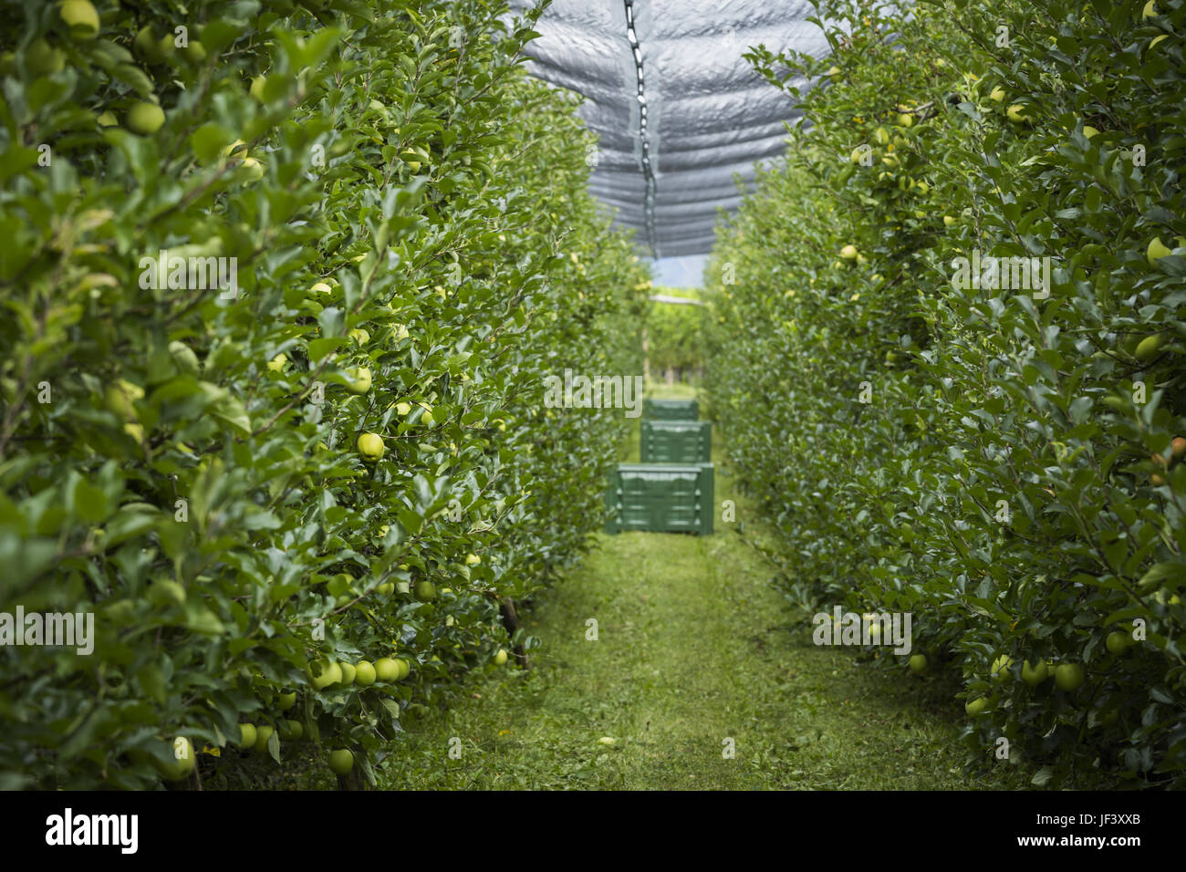 Apple plantage hi-res stock photography and images - Alamy