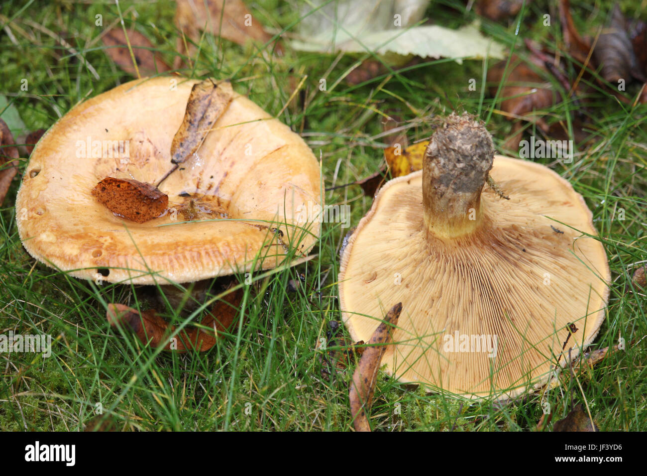 Paxillus involutus mushrooms hi-res stock photography and images - Alamy