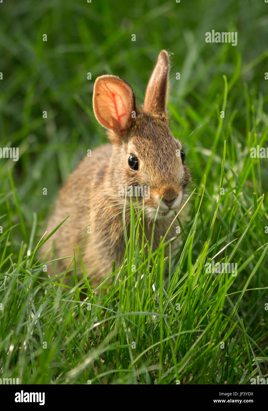 Eastern cottontail kit hi-res stock photography and images - Alamy