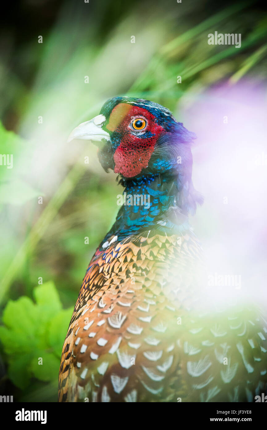 Curious pheasant hi-res stock photography and images - Alamy