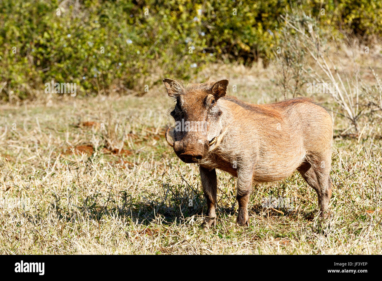 Warthog looking hi-res stock photography and images - Alamy