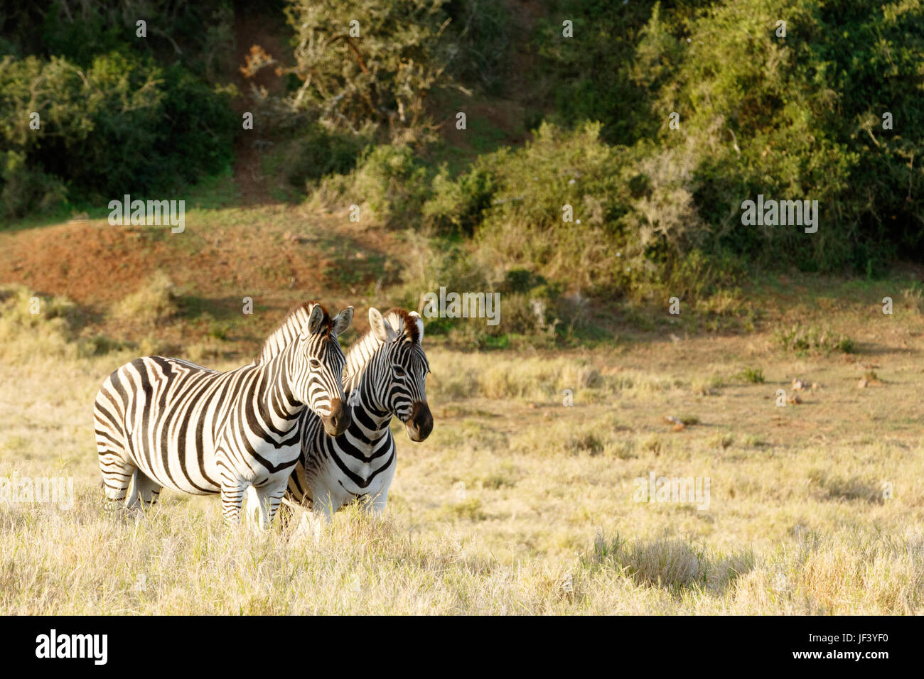 Two wildlife zebras standing hi-res stock photography and images - Alamy