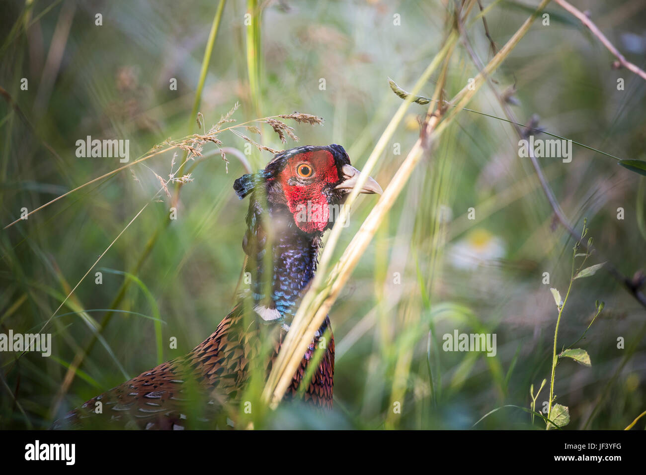 Curious pheasant hi-res stock photography and images - Alamy