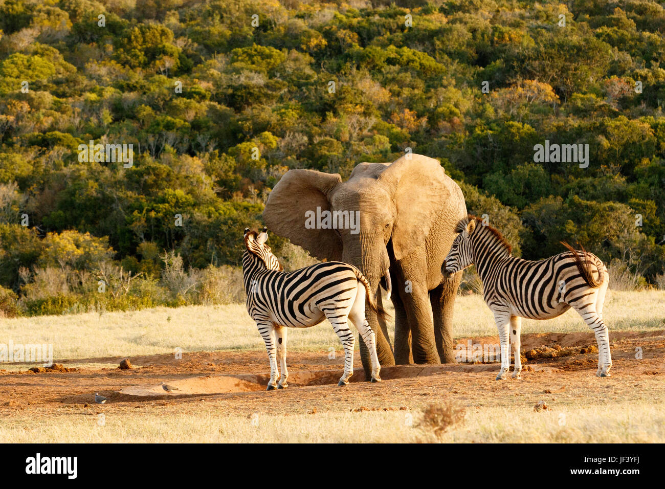 Elephant and Zebra standing at the empty water hole Stock Photo - Alamy