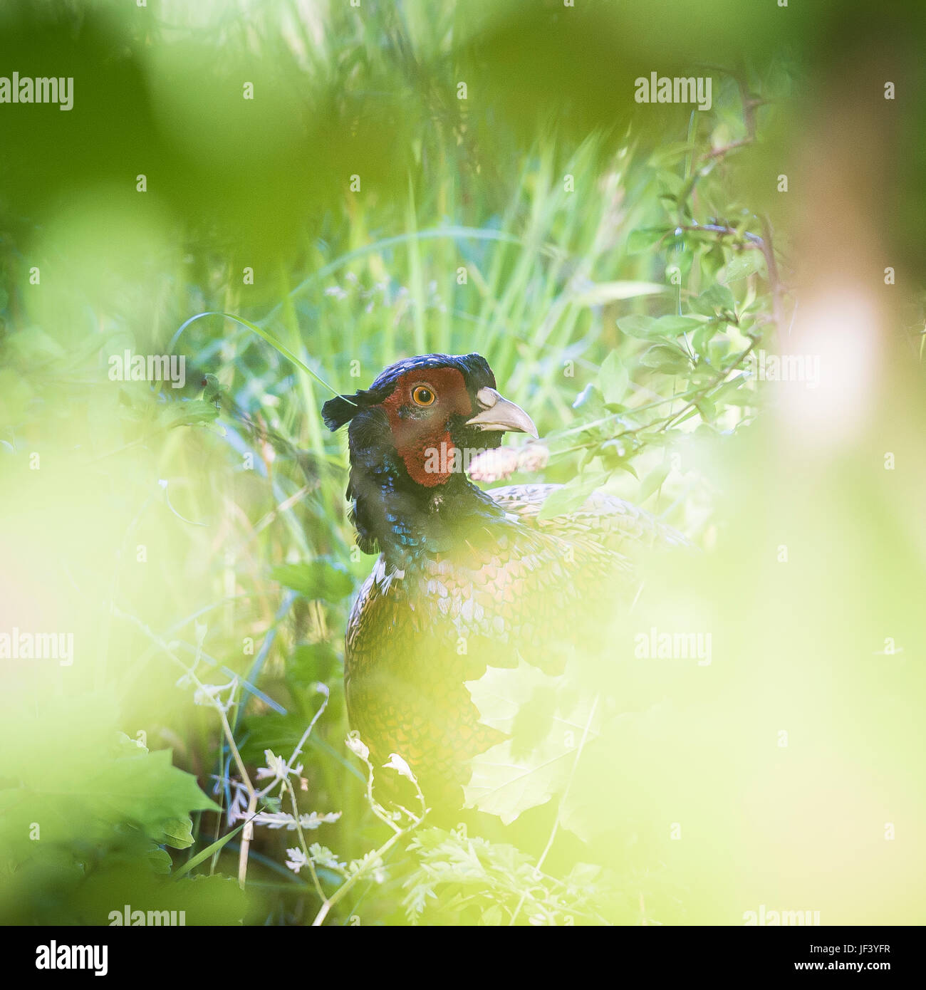 Curious pheasant hi-res stock photography and images - Alamy