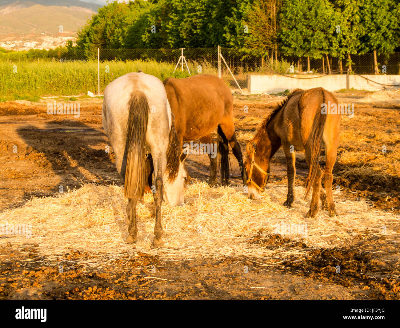 Horse on a farm Stock Photo - Alamy
