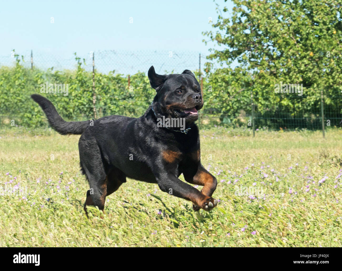 running purebred rottweiler in a filed in summer Stock Photo - Alamy