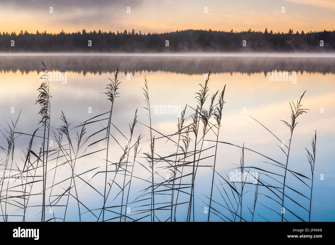 Reeds at lake Stock Photo - Alamy