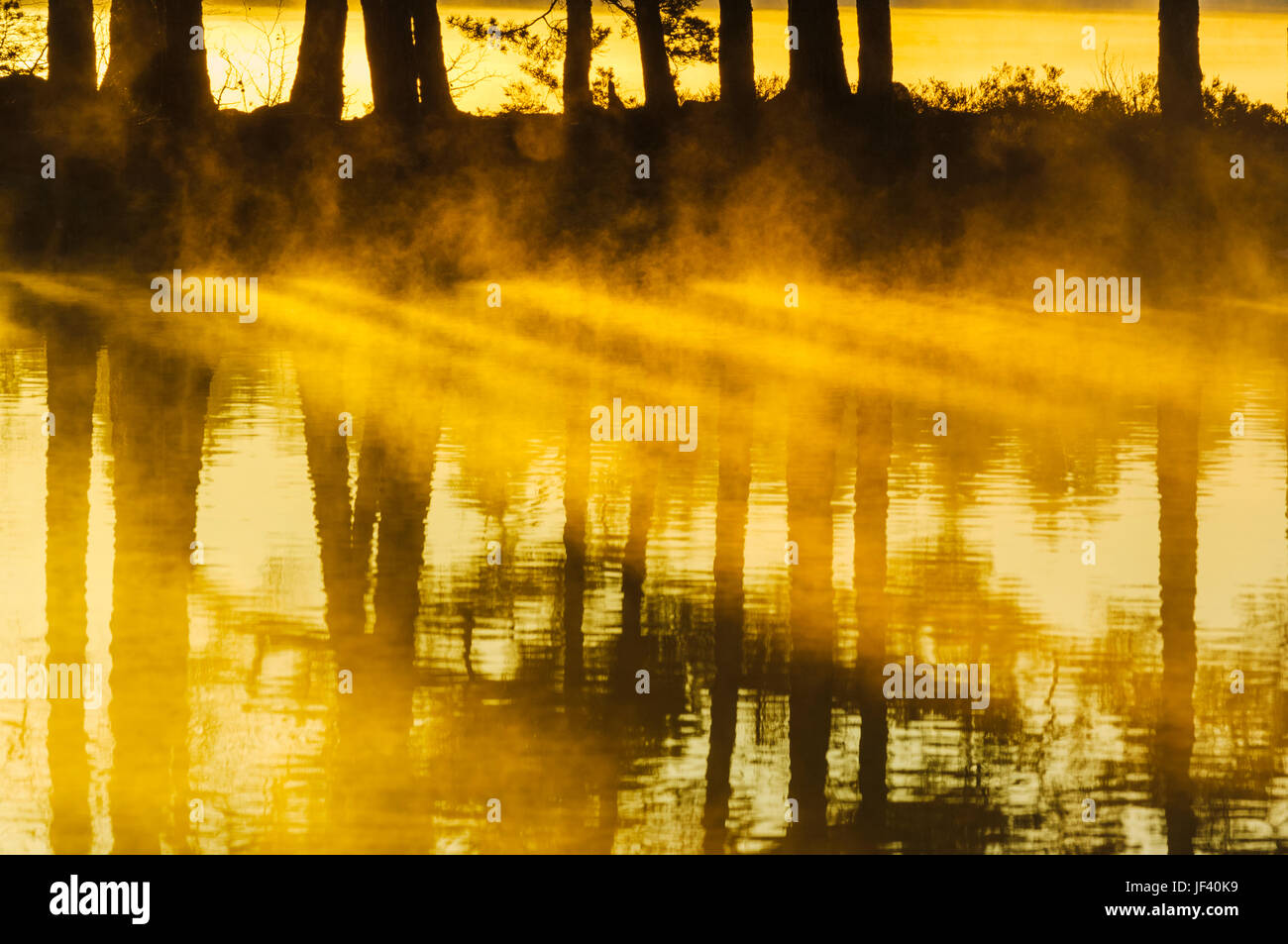 Trees reflecting in water Stock Photo - Alamy