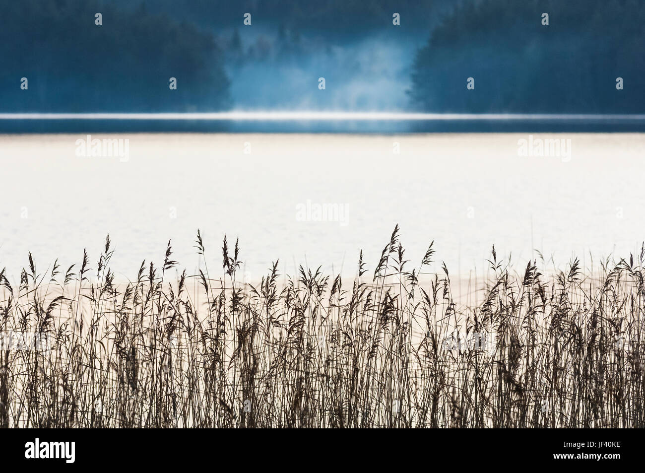 Reeds at lake Stock Photo - Alamy