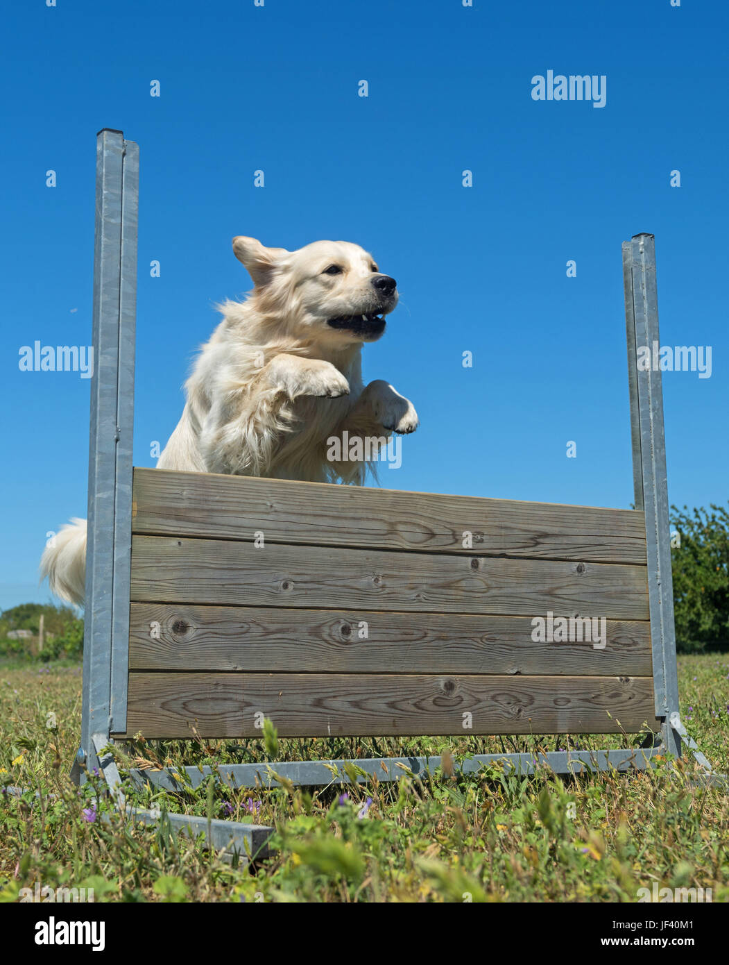Agility golden retriever dog jumping hi-res stock photography and ...