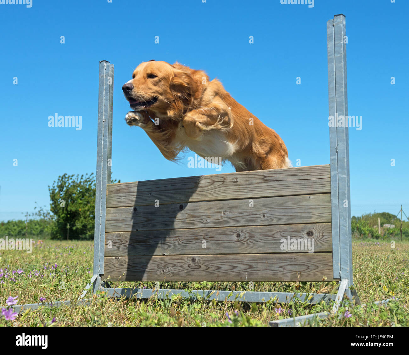 Agility golden retriever dog jumping hi-res stock photography and ...