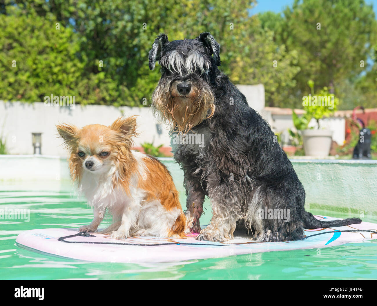 two dogs and swimming pool in summer Stock Photo - Alamy