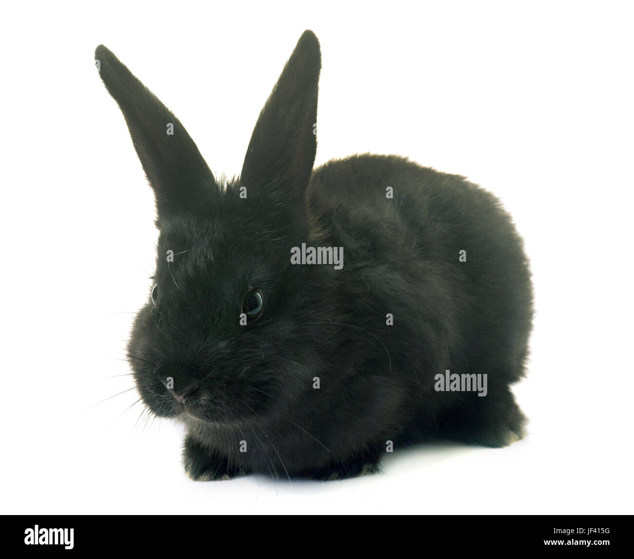 young rabbit in front of white background Stock Photo - Alamy