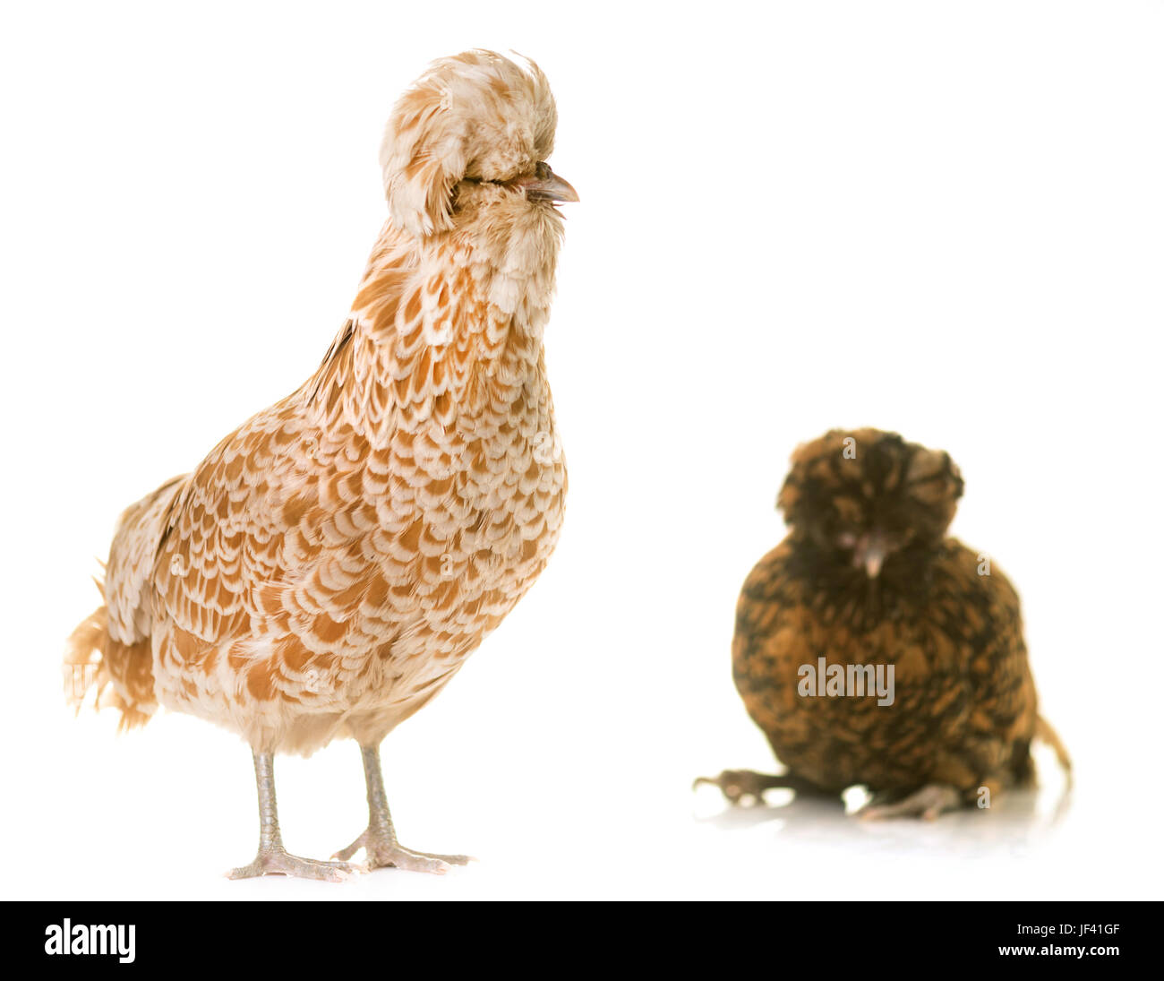 Padovana chicken in front of white background Stock Photo - Alamy