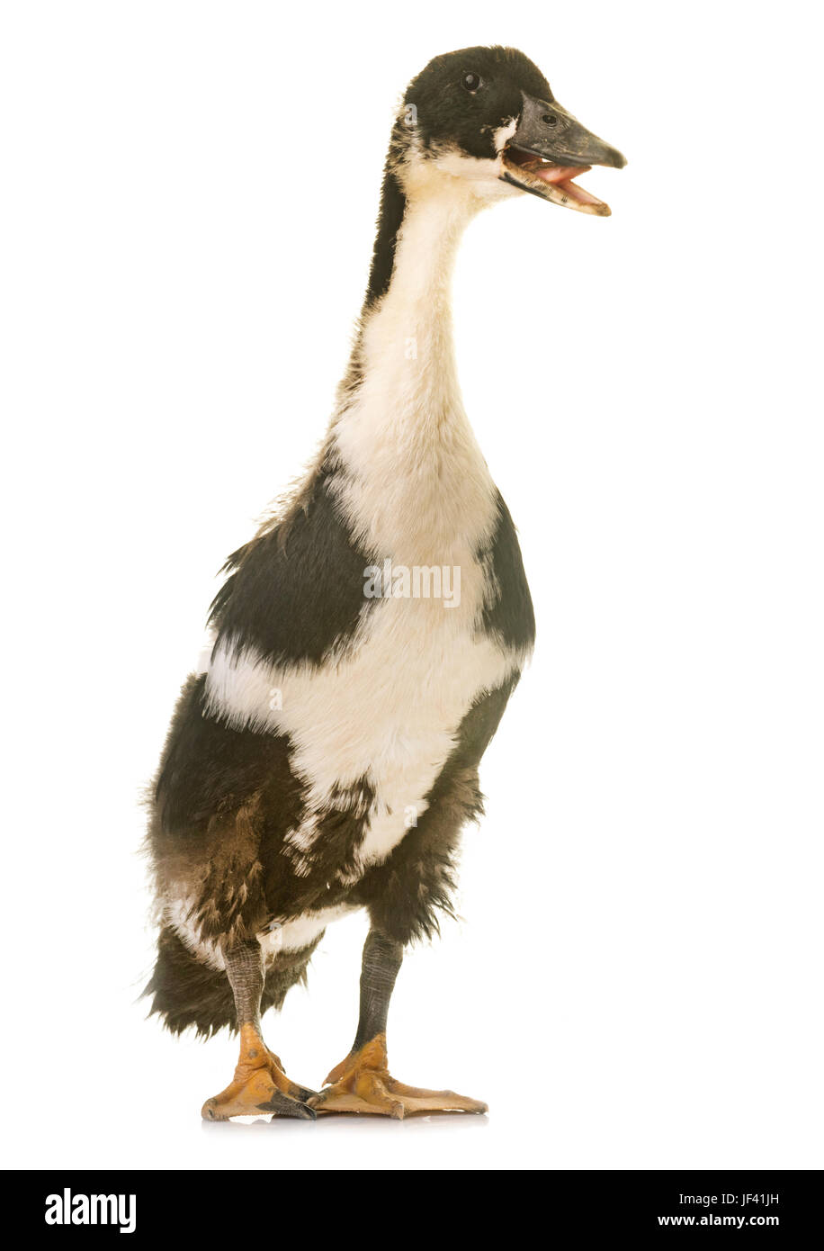 mulard duck in front of white background Stock Photo - Alamy